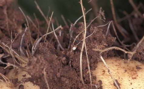 Gall Nematode Of Sugar Beet Abtec
