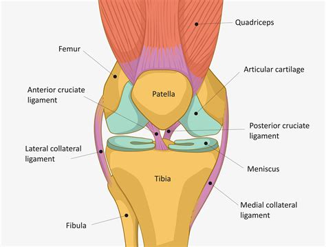 Ligament Tibial Du Genou Ligament Du Genou Anatomie Hxoyr
