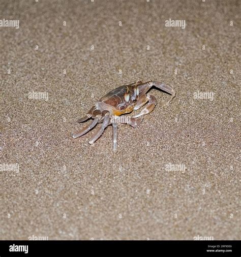 Ghost Crab At Night