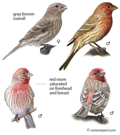 Identify 30 Bird Species That Visit Backyard Feeders In Georgia