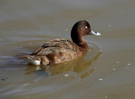 Hardhead Aythya Australis Avian Discovery