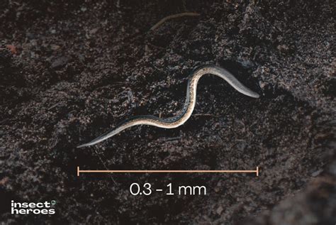 What Do Nematodes Look Like Effective Wireworm Control In Potato Crops