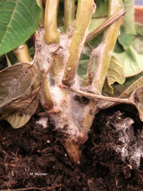 NCSU PDIC Problem Pythium