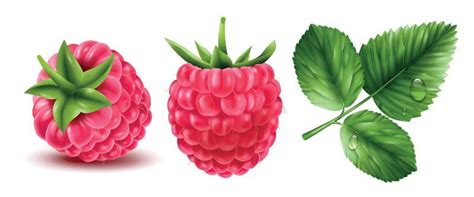 Raspberry Vector Art Icons And Graphics For Free Download
