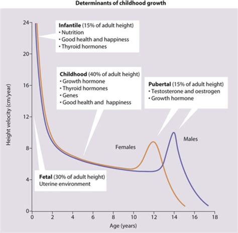 Growth And Puberty Flashcards Quizlet