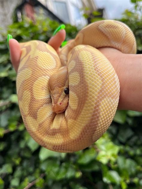 Banana Ball Python Morph Enchi Mojave Pastel