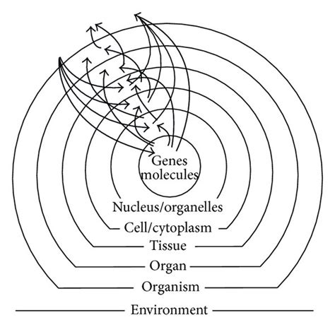 Schematic Representations Of The Systems Concept Of Weiss 97 A