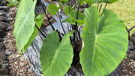Kalo Facts About Taro In Hawaii Dining Maui