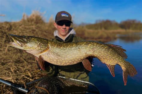 Westin Cup 2025 Grov Gedde Napper Agn Istedet For Rigtig Gedde Fisk And Fri