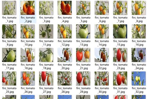 数据集 目标检测 西红柿成熟度检测数据集vocyolo格式3241张5类别 Csdn博客