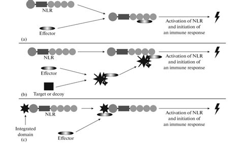 Strategy For Recognizing The Presence Of Pathogen Effectors By The Download Scientific Diagram