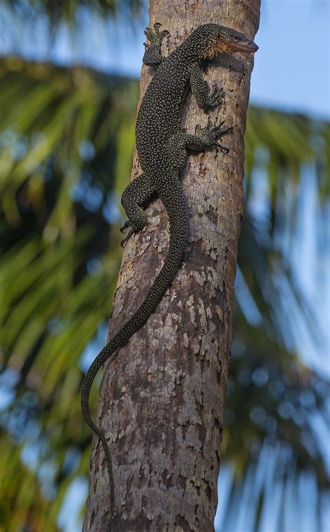 Species New To Science Herpetology • 2020 Varanus Bennetti And V