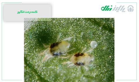 آفات مخرب باغ انگور و راه های مقابله با آن را بشناسید