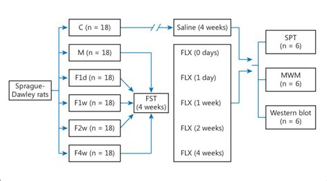 Scheme Of The Experiment Model C Control M Depressed Spt Download Scientific Diagram