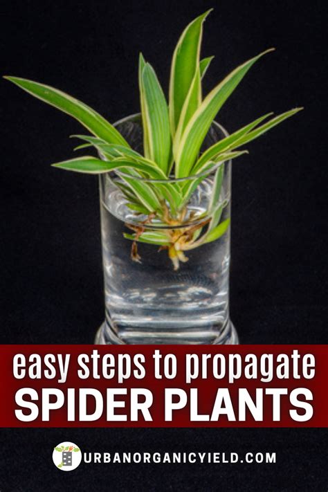 How To Propagate Spider Plants To Make Spider Plant Babies Artofit