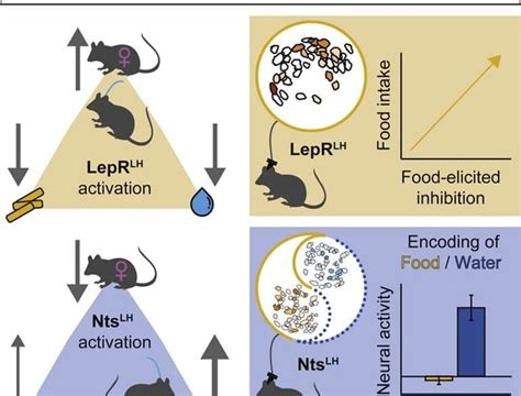 Leptin News Research Articles