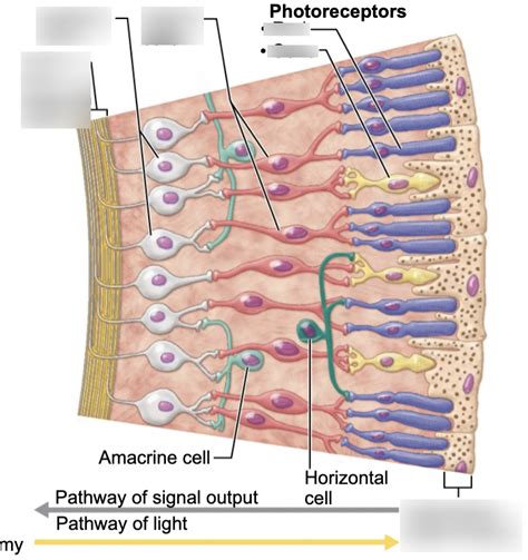 Retina 2 Diagram Quizlet