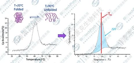 探讨测量蛋白质热稳定性的多种实验方法 北京百泰派克生物科技有限公司