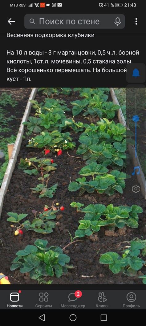 Пин от пользователя ЕленаБруева на доске Клубника Черенки растений Огородничество Овощной огород