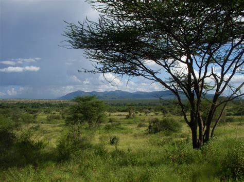 6 Million Years Of Savanna Unews Archive