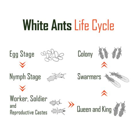 Ultimate Guide Unveiling The Truth About White Antstermites Wham Bam