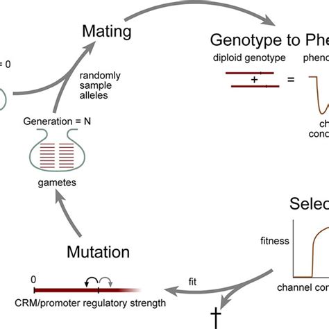 Schematic Representation Of The Regulatory Evolution Model The