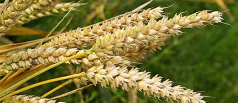 Crops Crop Id Flashcards Quizlet