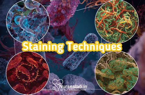 Staining Techniques A Comprehensive Guide Nurseslab
