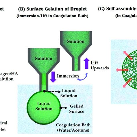 Schematic Diagrams Showing Self Assembly Induced Gelation Technique For Download Scientific