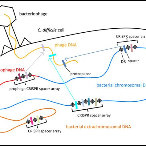 Locations Of Crispr Arrays On Prophage Genomes And Spacer Content A Download Scientific