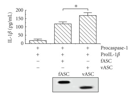 Comparison of excreted IL 1β levels IL 1β in the culture medium of Download Scientific Diagram