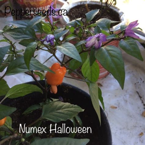 Numex Halloween