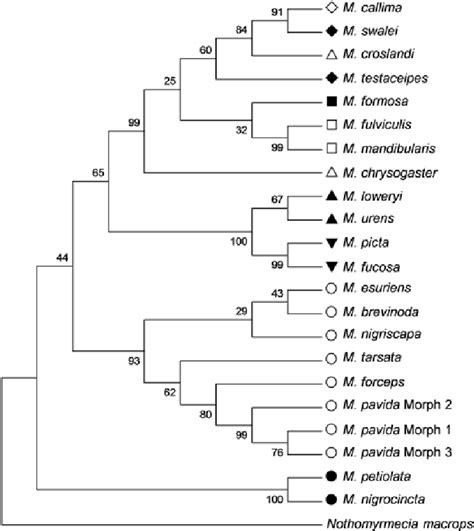 Phylogeny Reconstruction Of The Relations Among 22 Myrmecia Taxa