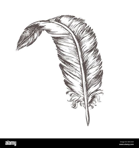 Decorative Bird Element Feather Vintage Vector Stock Vector Image And Art Alamy