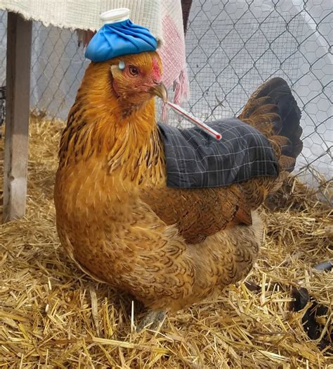 درمان سریع خرخر یا خس خس کردن مرغ و خروس و پرندگان