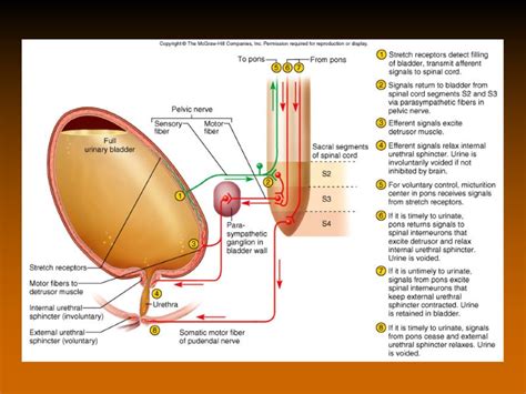 The Urinary System Functions Of The Urinary System