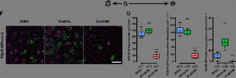Brs And Bikinin Trigger Spatiotemporally Distinct Transcriptional Download Scientific Diagram