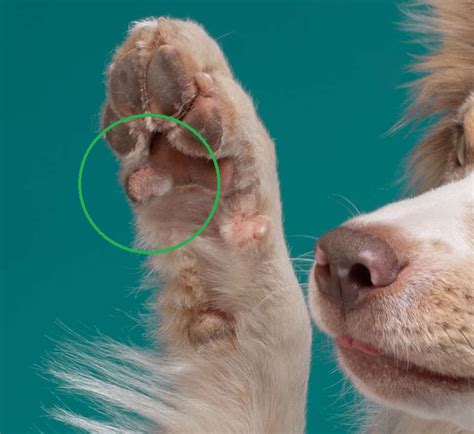 What Does A Mass Cell Tumor Look Like On A Dog