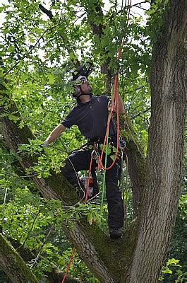 Aerial Tree Rescue Operation Refresher VMT