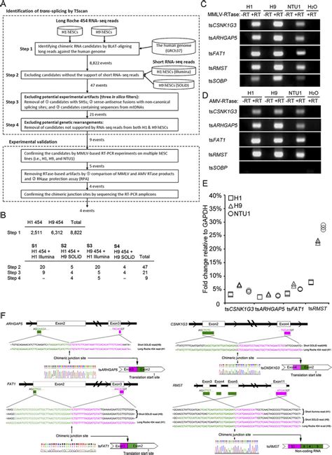 Identification And Experimental Validation Of Trans Splicing Events In Download Scientific