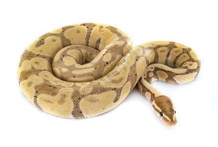 Python图片 Python素材 Python高清图片 摄图网图片下载