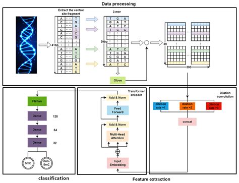 Deepmethylation A Deep Learning Based Framework With Glove And Transformer Encoder For Dna