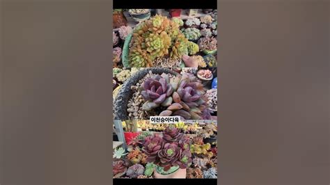 이천승아다육😘온라인 다육판매😎01031872821 간편한 문자주문 빠른배송 친절한 전화상담 5만원이상 무료배송 다육이 다육식물 다육판매 Youtube