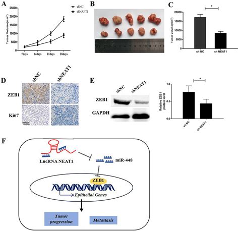 Nuclear Paraspeckle Assembly Transcript 1 Neat1 Can Inhibit The Download Scientific Diagram