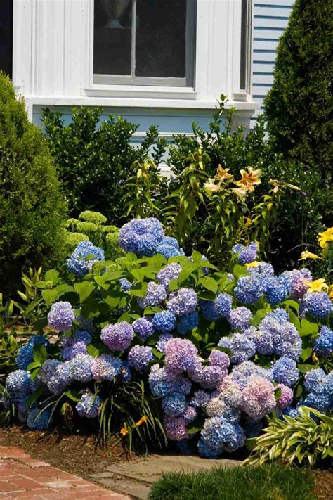 The Main Types Of Hydrangeas Hydrangea Varieties 101 Hydrangea Love