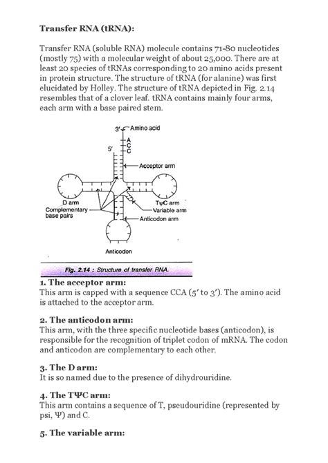 T Rna Clover Leaf Summary Of The Topic Transfer Rna Trna Transfer Rna Soluble Rna