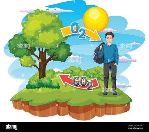 Oxygen Cycle Diagram For Science Education Illustration Stock Vector
