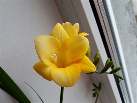 фрезия отзывы