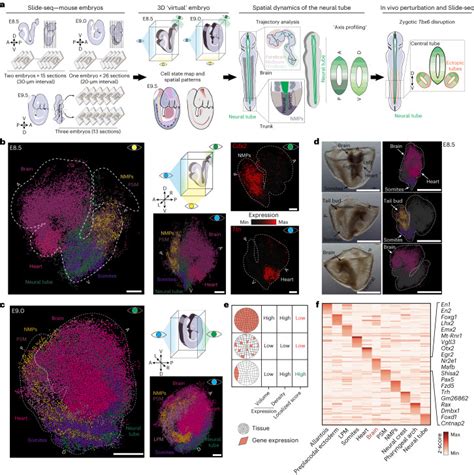 Spatiotemporal Transcriptomic Maps Of Whole Mouse Embryos At The Onset