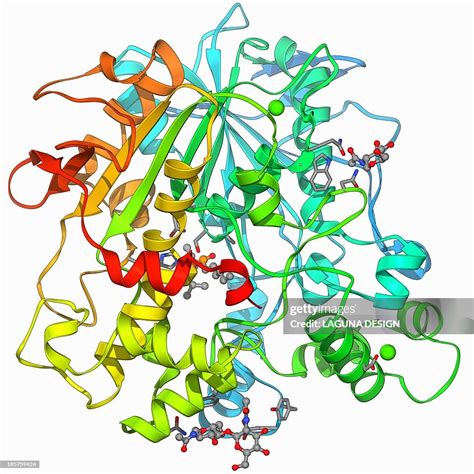 Lipase Molecule High Res Vector Graphic Getty Images